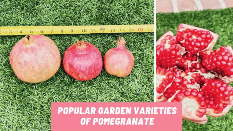 Popular Garden Varieties of Pomegranate - Ray Garden Day