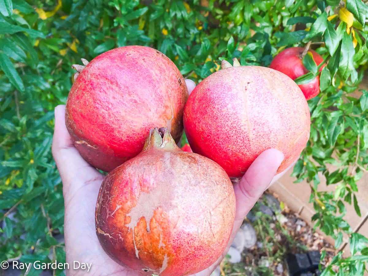 Backyard Wonderful pomegranate harvest with fruit measurements - Ray ...