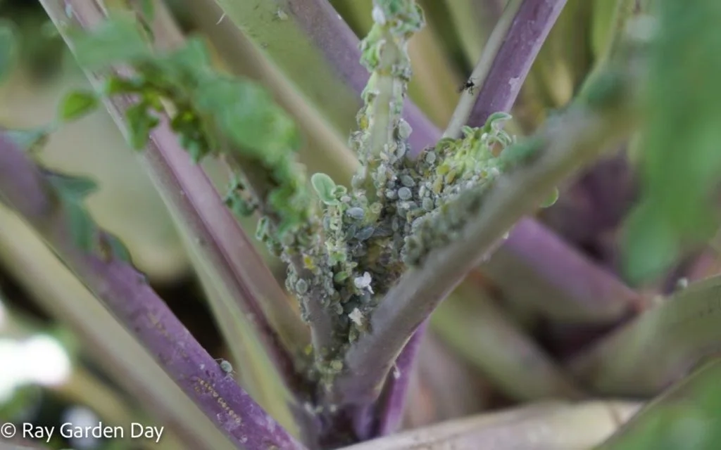 Common Garden Pests in Arizona - Ray Garden Day