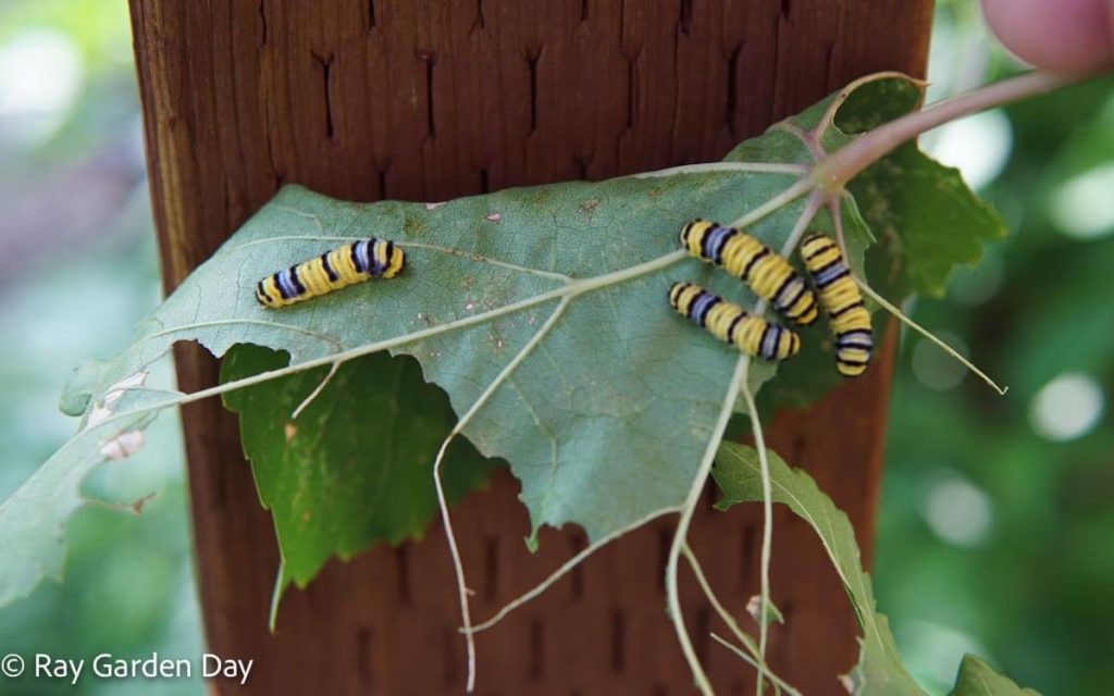 Common Garden Pests in Arizona - Ray Garden Day
