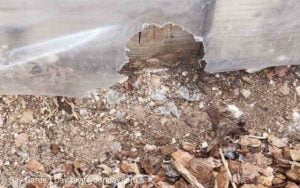 How to Get Rid of Pack Rats Naturally - Ray Garden Day