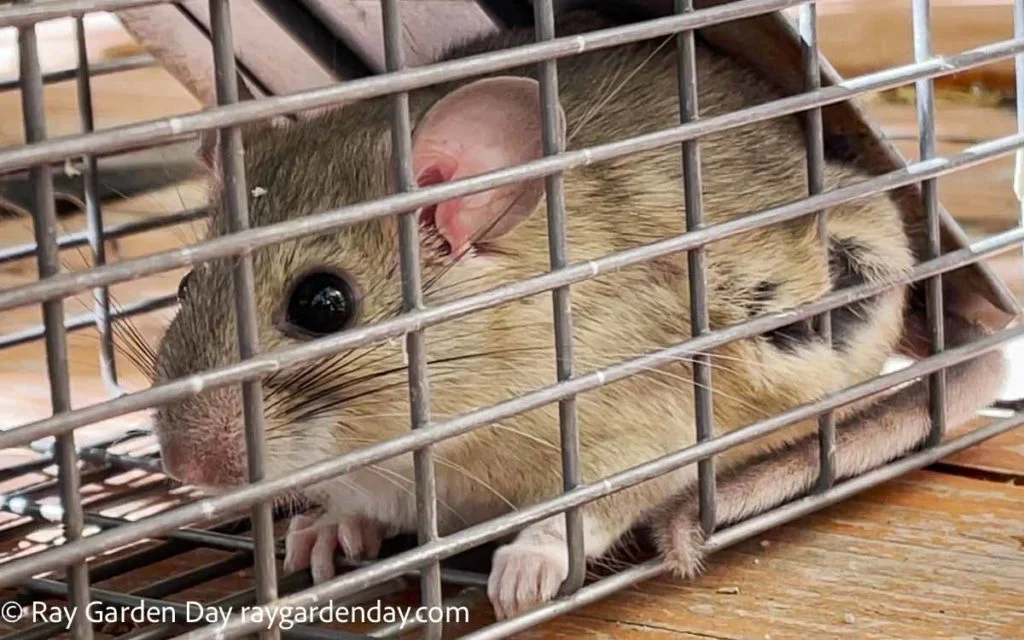 Common Garden Pests in Arizona - Ray Garden Day