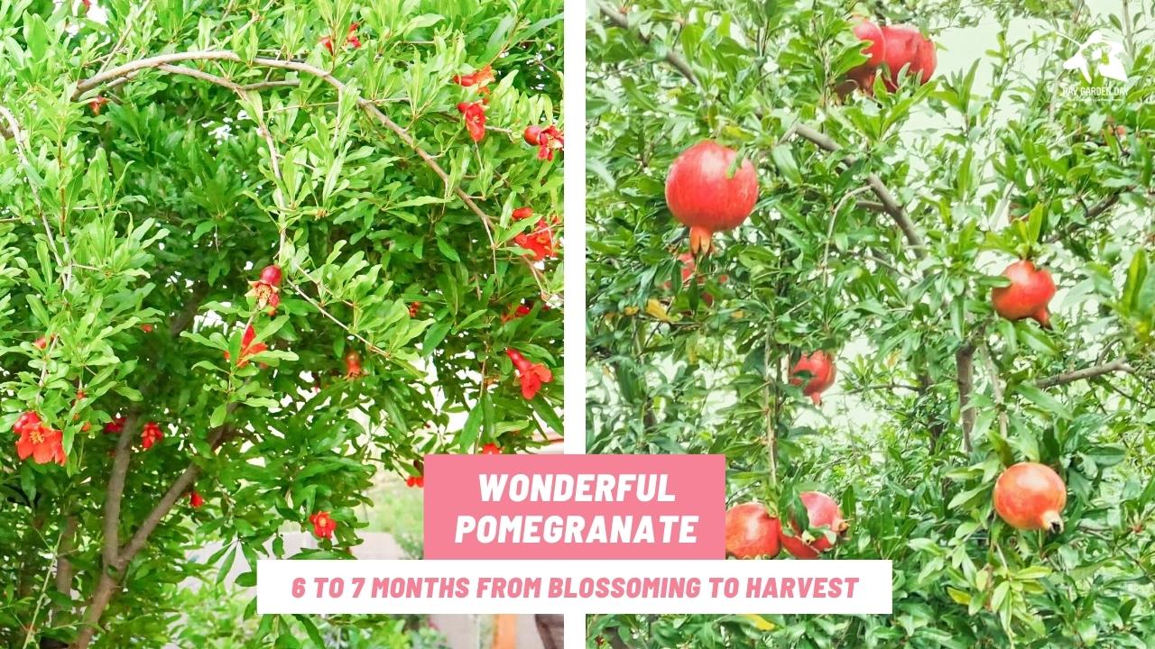 Backyard Wonderful pomegranate harvest with fruit measurements - Ray ...