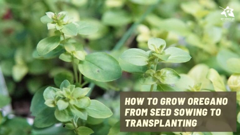 How to grow oregano from seeds sowing to transplanting - Ray Garden Day