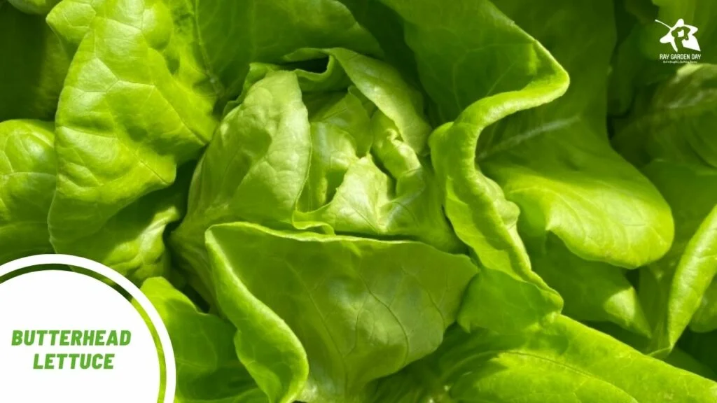 5 Types of lettuce you should grow - Ray Garden Day