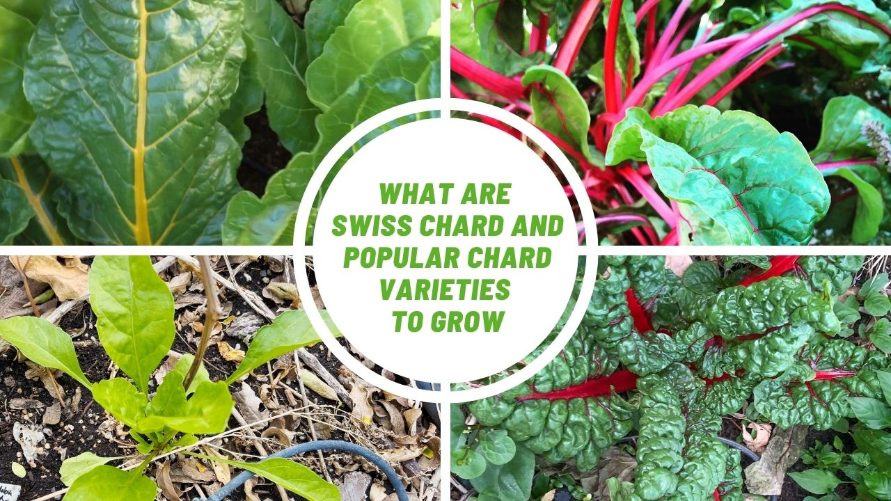 What are Swiss chard and popular chard varieties to grow - Ray Garden Day