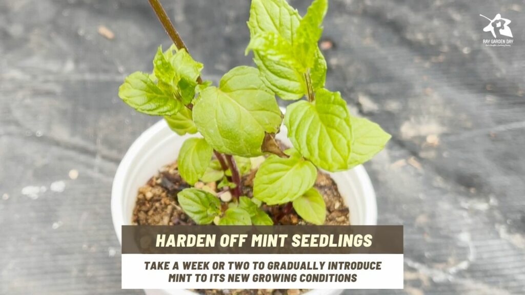 How to grow mint: a step-by-step guide from seed sowing to ...