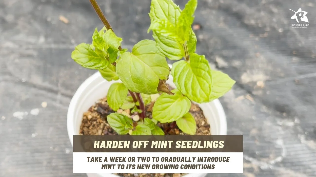 How to grow mint: a step-by-step guide from seed sowing to ...