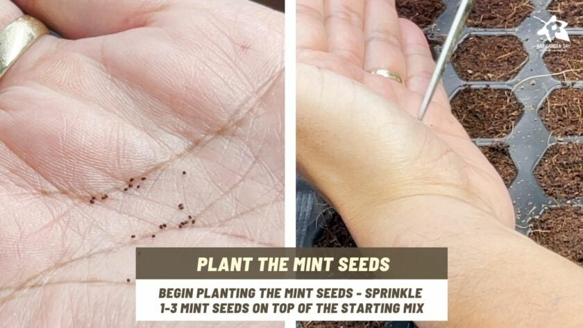 How to grow mint: a step-by-step guide from seed sowing to ...