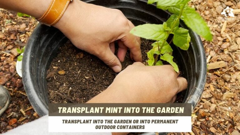How to grow mint: a step-by-step guide from seed sowing to ...