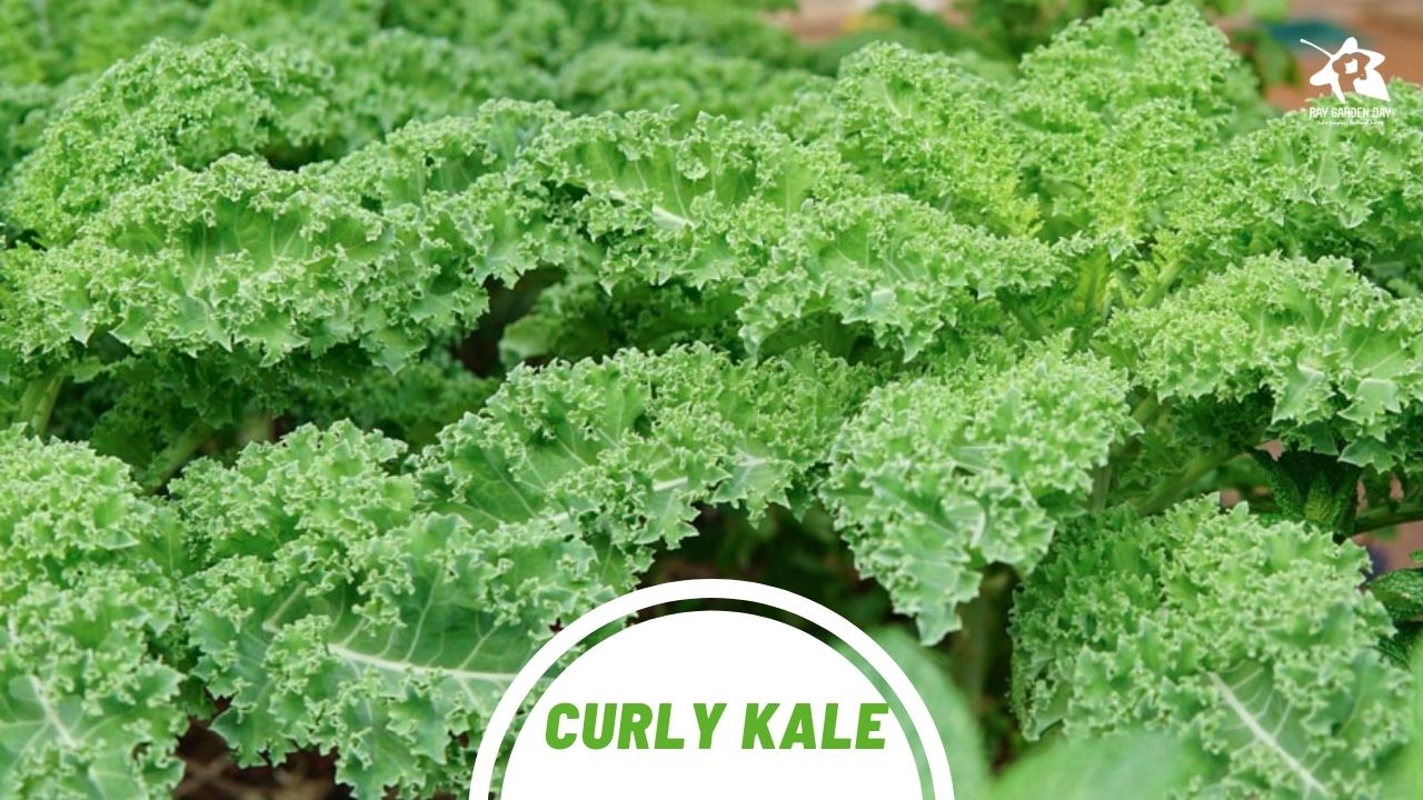 The top 4 kale varieties to grow in your garden this year - Ray Garden Day