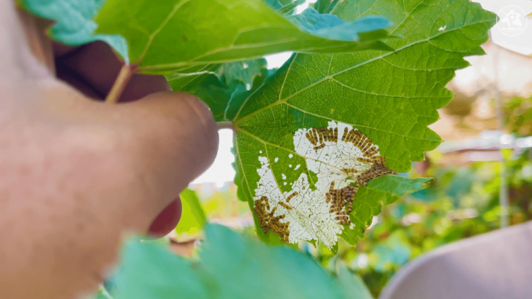 How to get rid of grapeleaf skeletonizer - Ray Garden Day