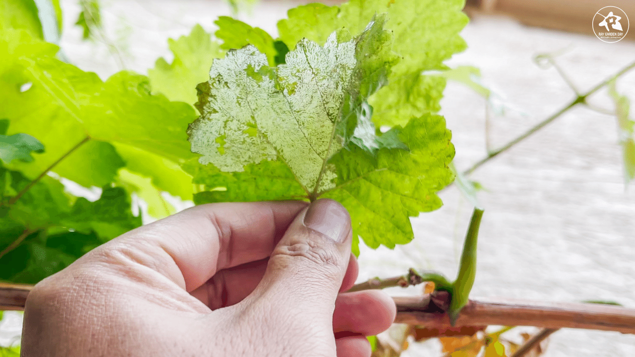 How to get rid of grapeleaf skeletonizer - Ray Garden Day