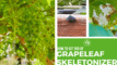 How to get rid of grapeleaf skeletonizer - Ray Garden Day