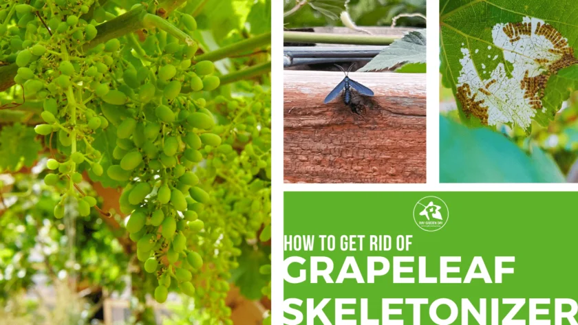 How to get rid of grapeleaf skeletonizer - Ray Garden Day
