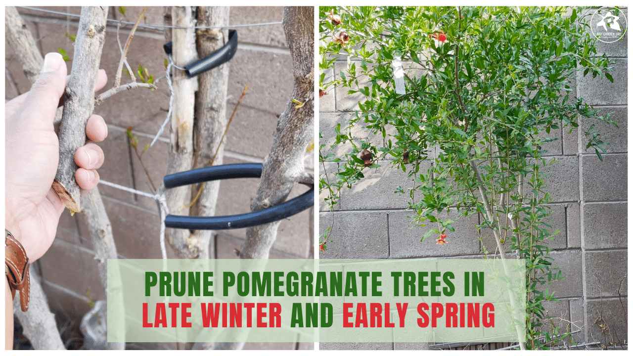 Pruning pomegranate trees: when and how - Ray Garden Day
