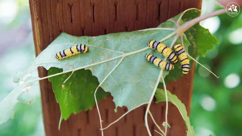 How to get rid of grapeleaf skeletonizer - Ray Garden Day