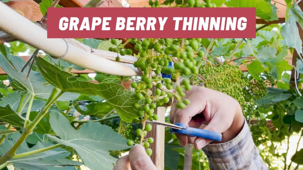 Grape berry thinning: when and how - Ray Garden Day