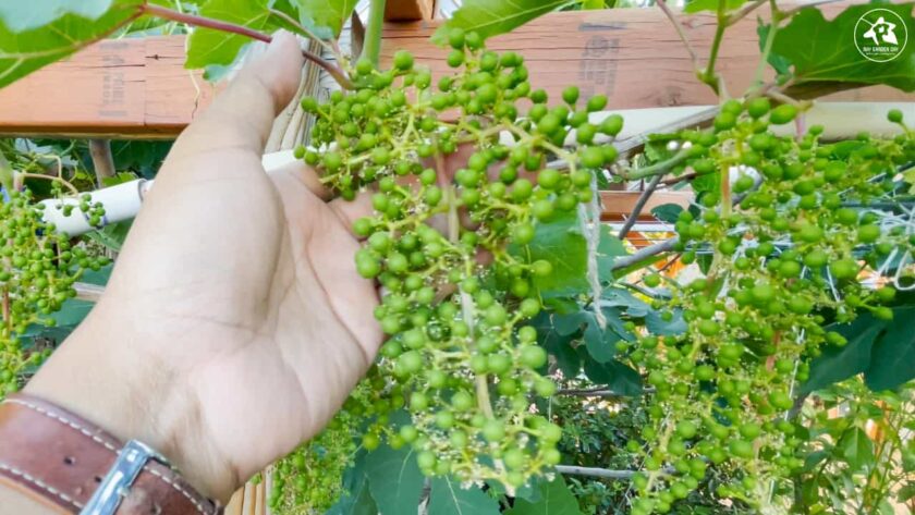 Grape berry thinning: when and how - Ray Garden Day
