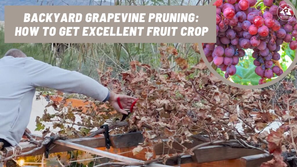 Backyard grapevine pruning: how to get excellent fruit crop - Ray Garden Day
