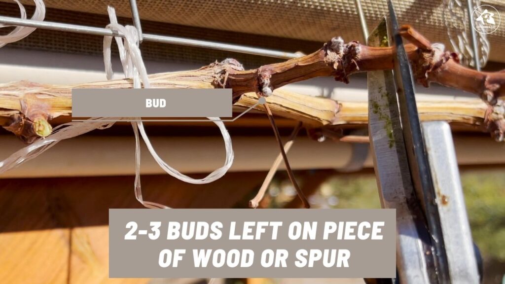 Backyard grapevine pruning: how to get excellent fruit crop - Ray ...