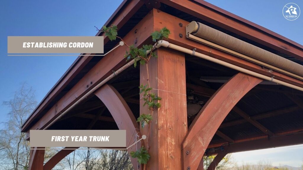 Backyard grapevine pruning: how to get excellent fruit crop - Ray ...