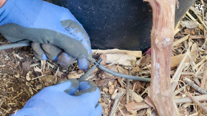 From vine to table: The ultimate guide to growing and harvesting Flame ...