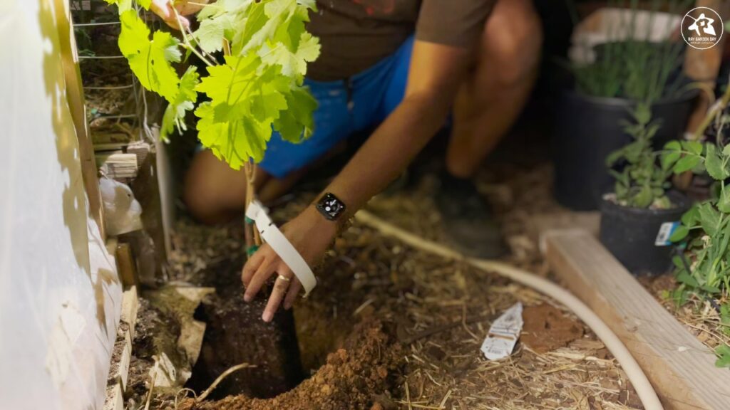 From vine to table: The ultimate guide to growing and harvesting Flame ...