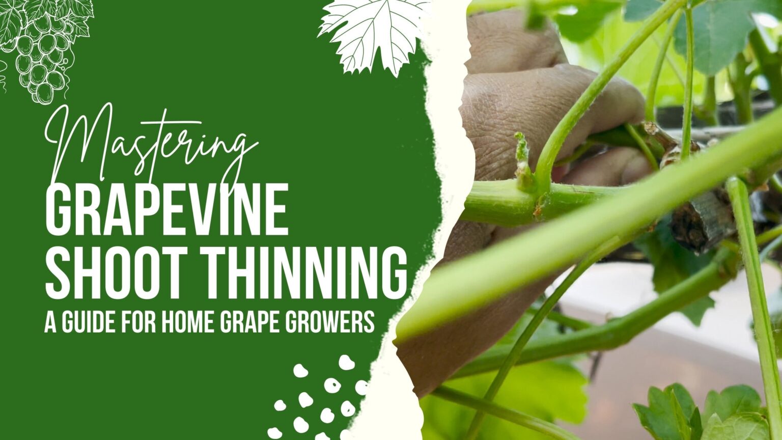 Mastering Grapevine Shoot Thinning: A Guide for Home Grape Growers ...