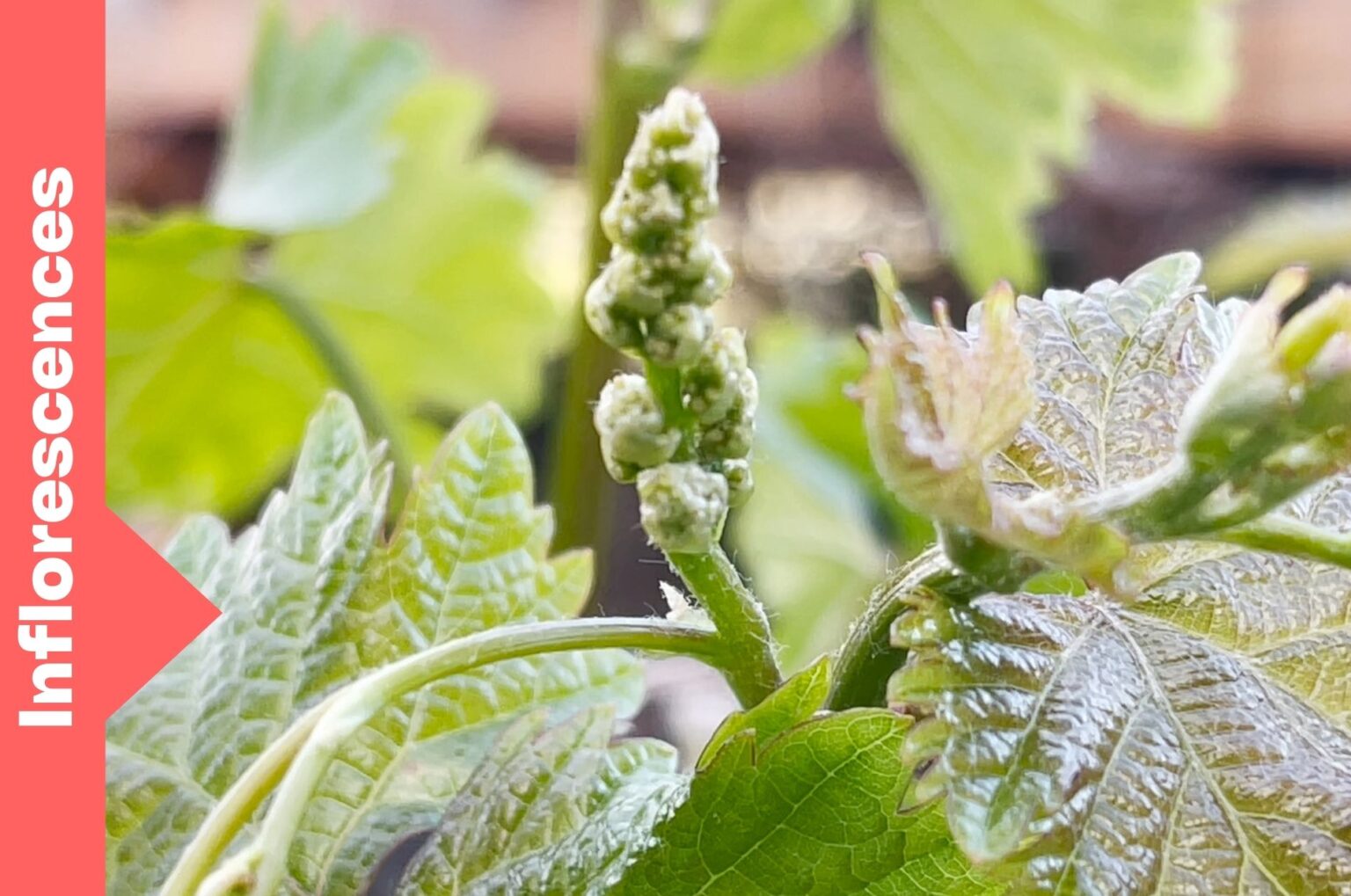 Mastering Grapevine Shoot Thinning: A Guide for Home Grape Growers ...