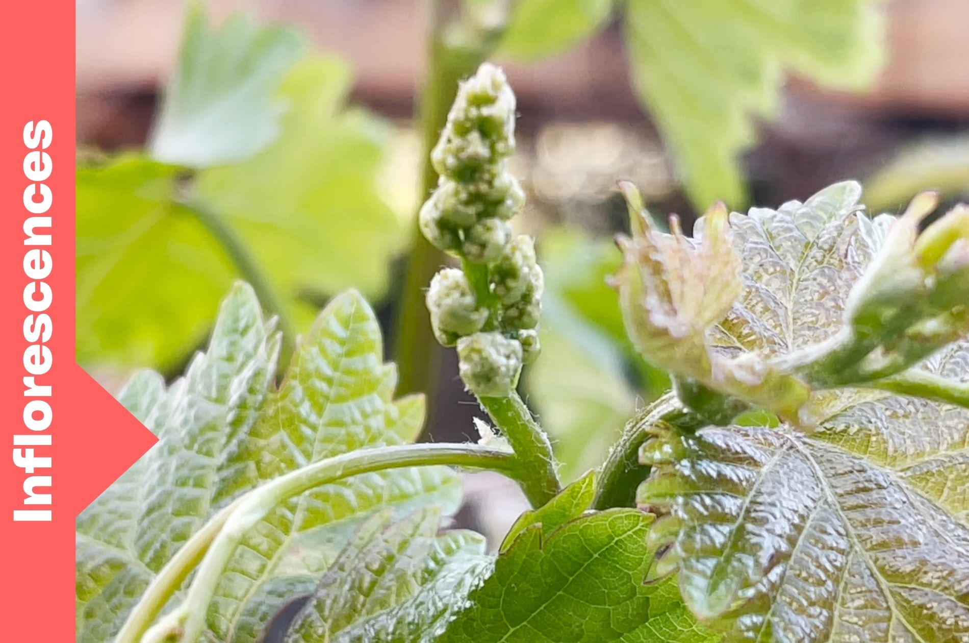 Mastering Grapevine Shoot Thinning: A Guide for Home Grape Growers ...