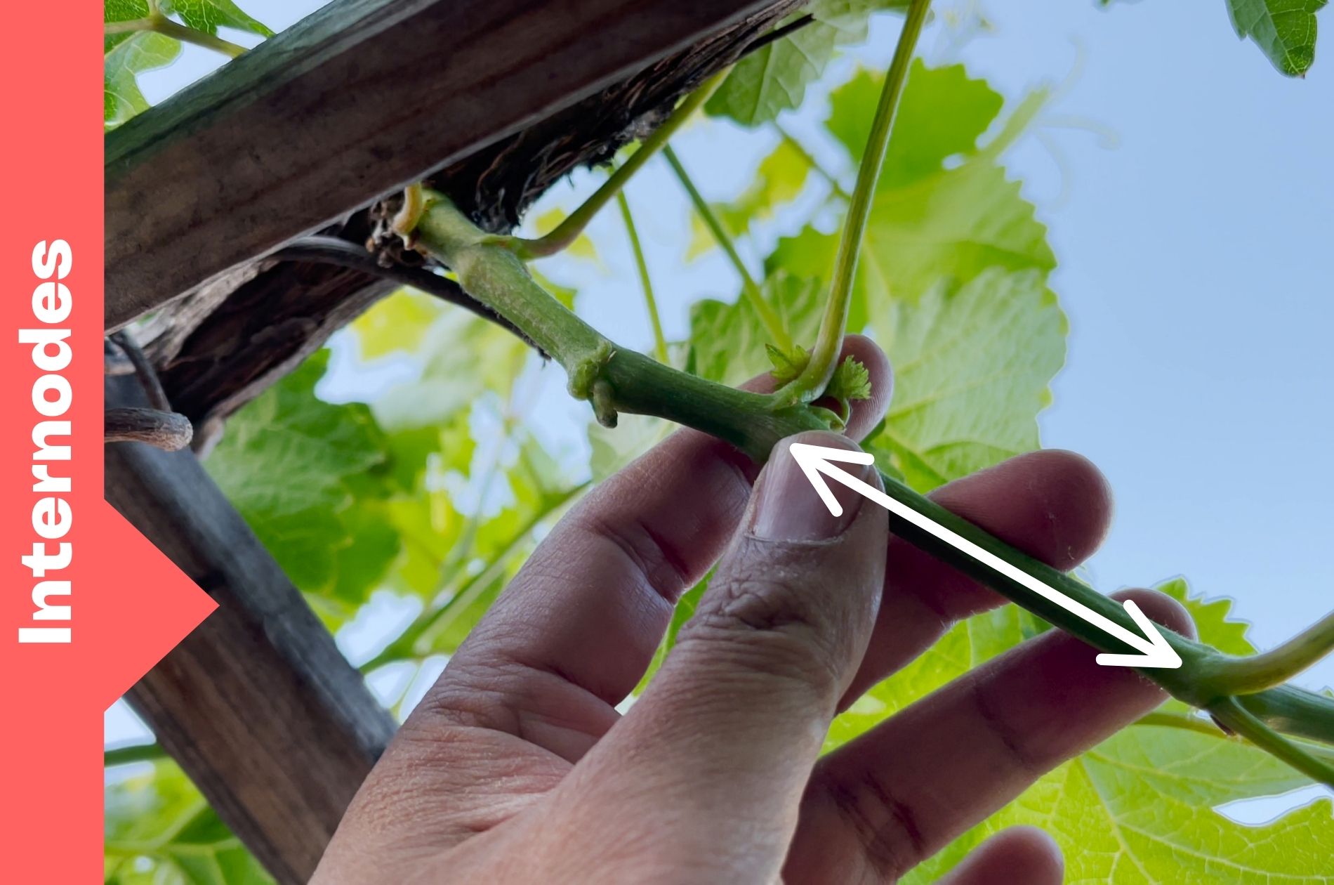 Mastering Grapevine Shoot Thinning: A Guide for Home Grape Growers - Ray Garden Day
