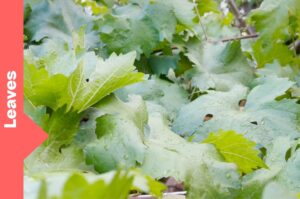 Mastering Grapevine Shoot Thinning: A Guide for Home Grape Growers ...