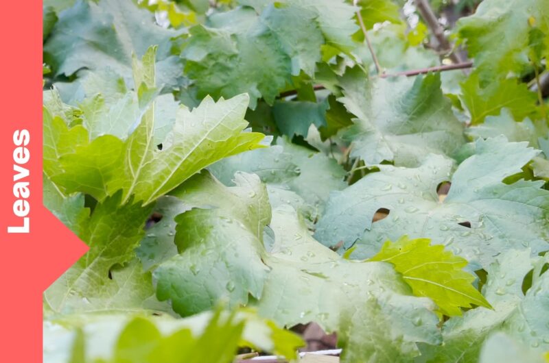 Mastering Grapevine Shoot Thinning: A Guide for Home Grape Growers ...