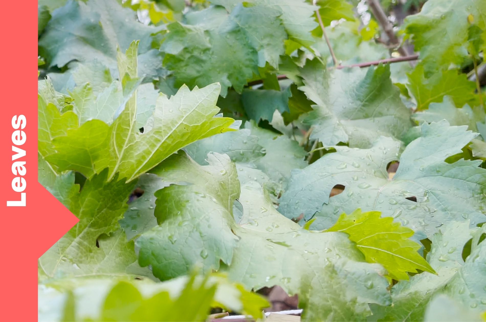 Mastering Grapevine Shoot Thinning: A Guide for Home Grape Growers ...
