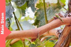 Mastering Grapevine Shoot Thinning: A Guide for Home Grape Growers ...