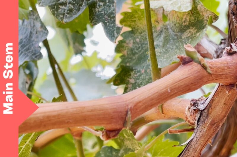 Mastering Grapevine Shoot Thinning: A Guide for Home Grape Growers ...