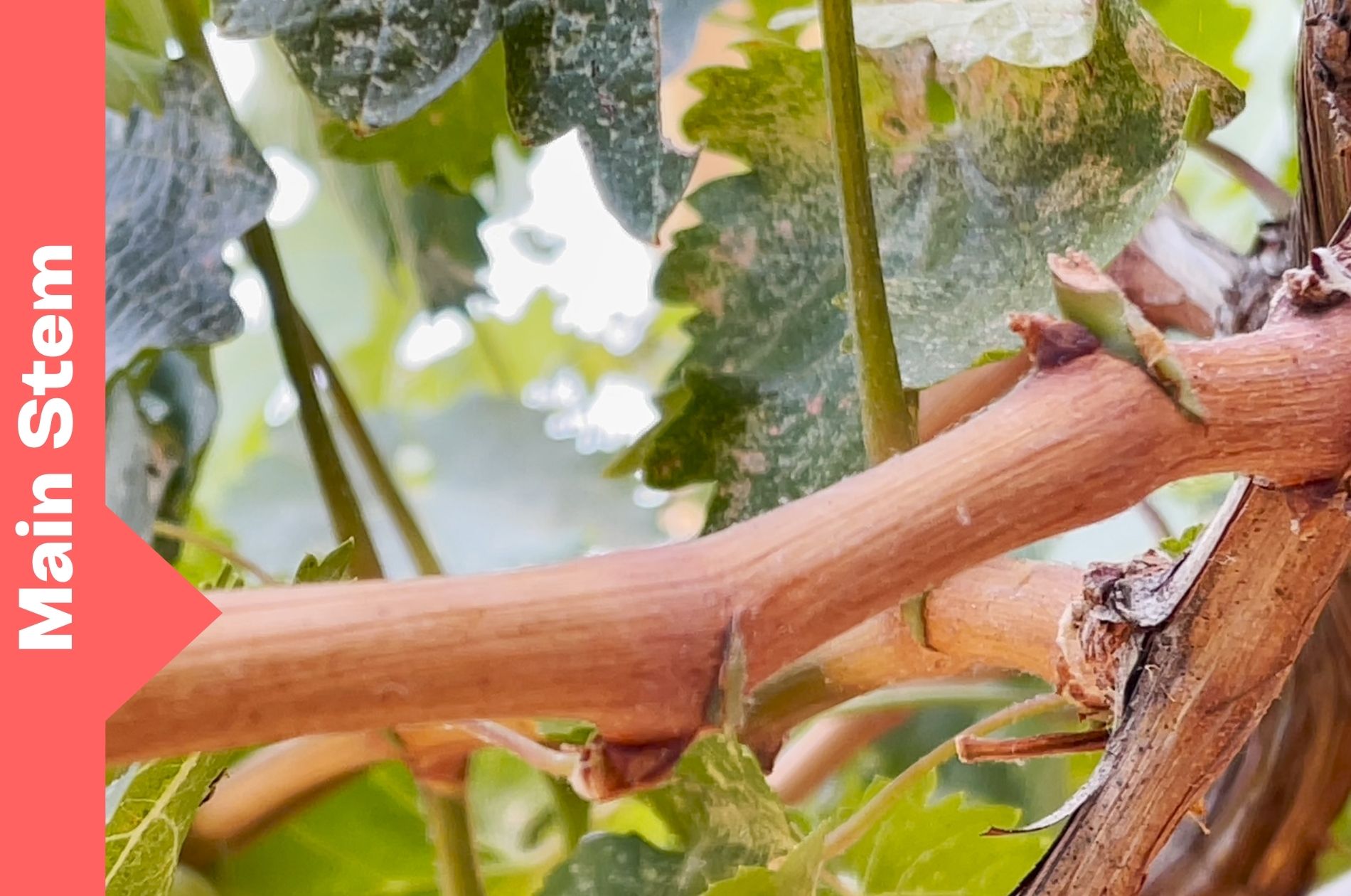 Mastering Grapevine Shoot Thinning: A Guide for Home Grape Growers ...