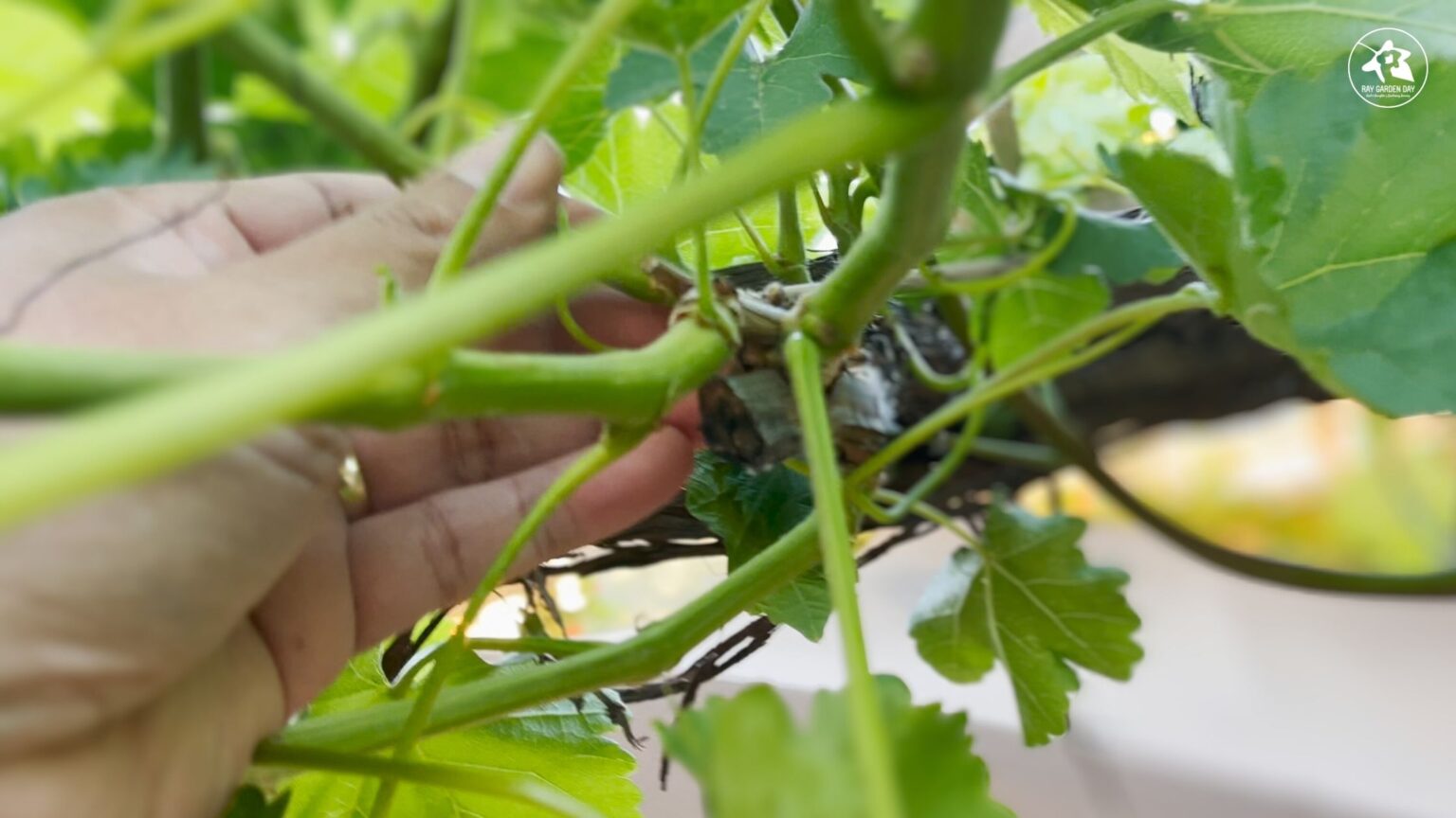 Mastering Grapevine Shoot Thinning: A Guide for Home Grape Growers ...