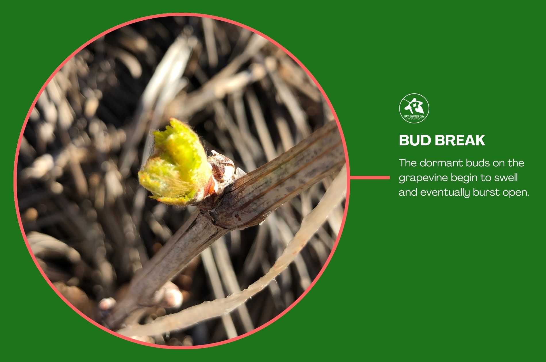 Mastering Grapevine Shoot Thinning: A Guide for Home Grape Growers ...