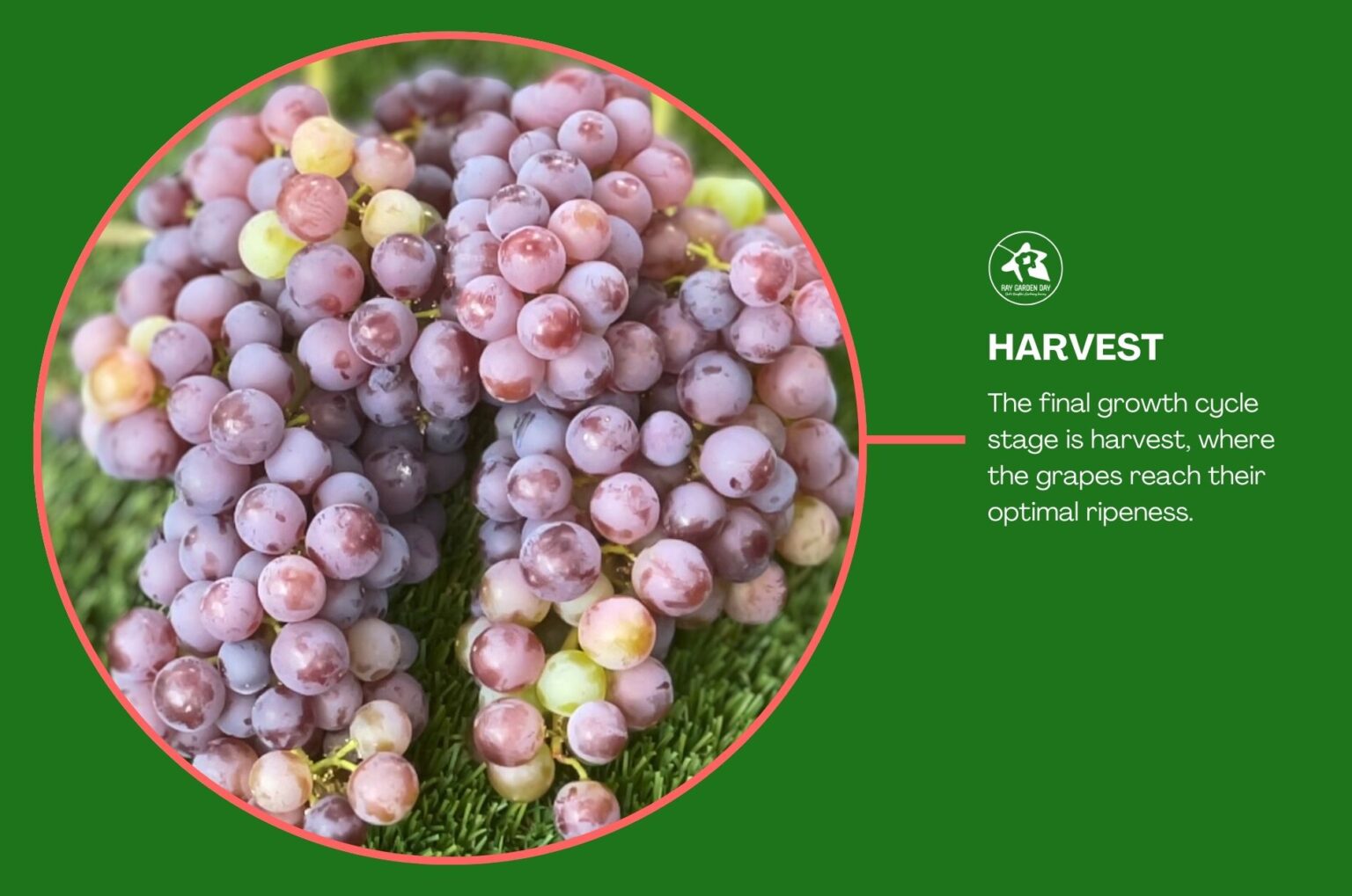 Mastering Grapevine Shoot Thinning: A Guide for Home Grape Growers ...