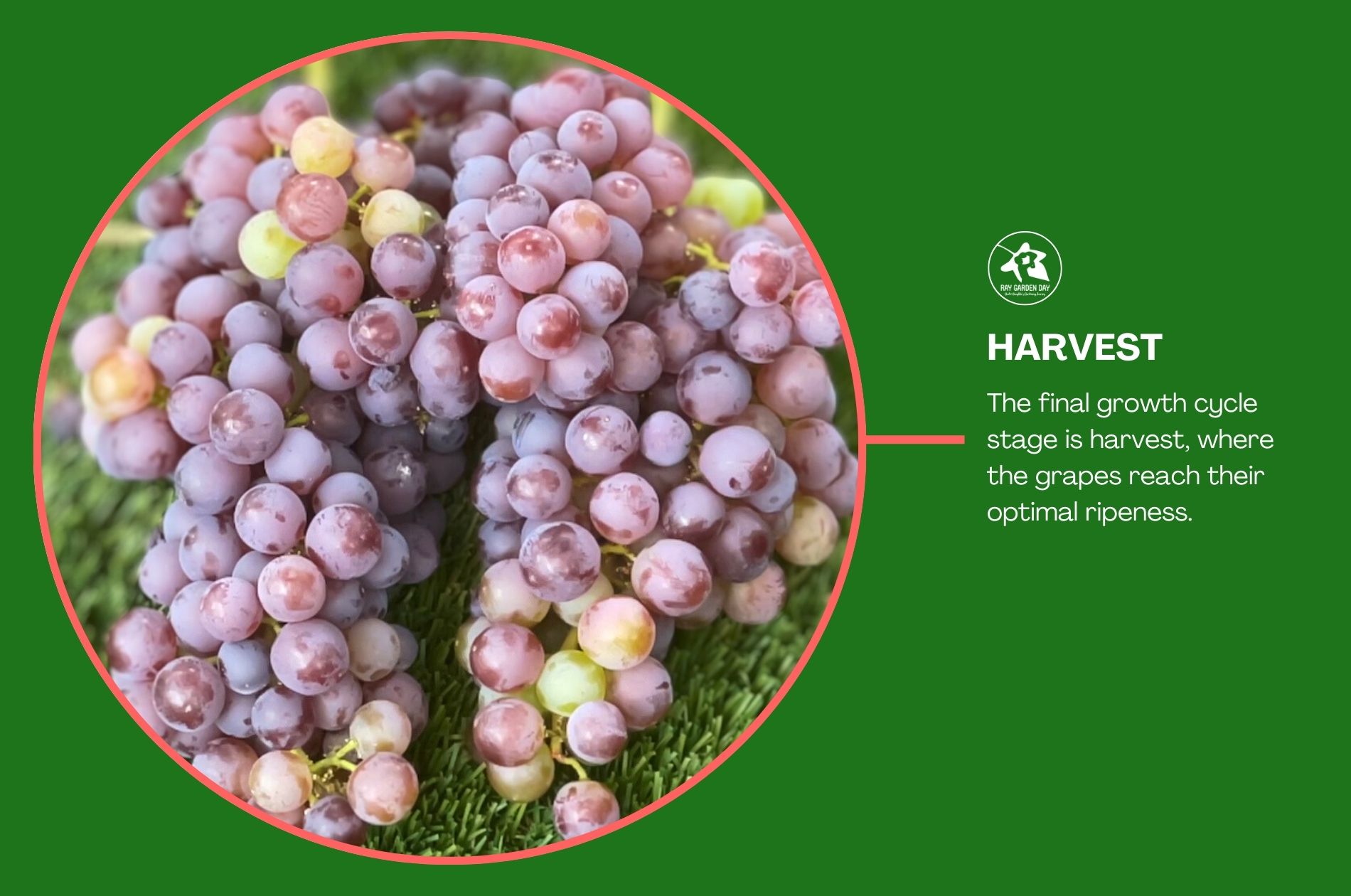 Mastering Grapevine Shoot Thinning: A Guide for Home Grape Growers ...