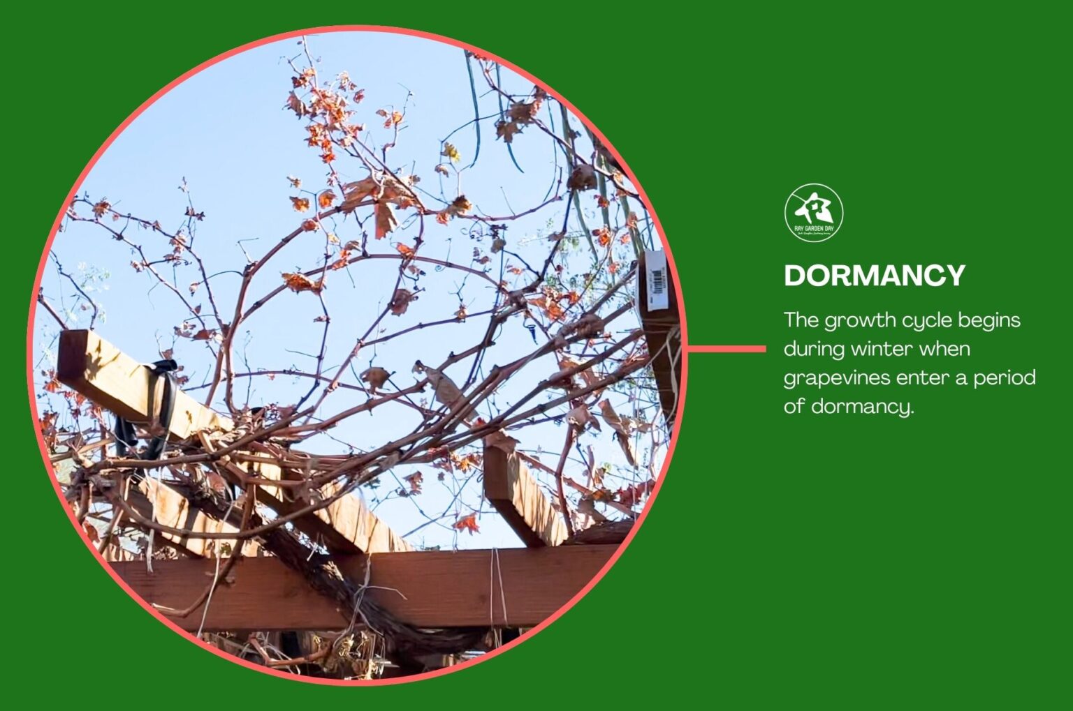 Mastering Grapevine Shoot Thinning: A Guide for Home Grape Growers ...
