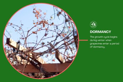 Mastering Grapevine Shoot Thinning: A Guide for Home Grape Growers ...