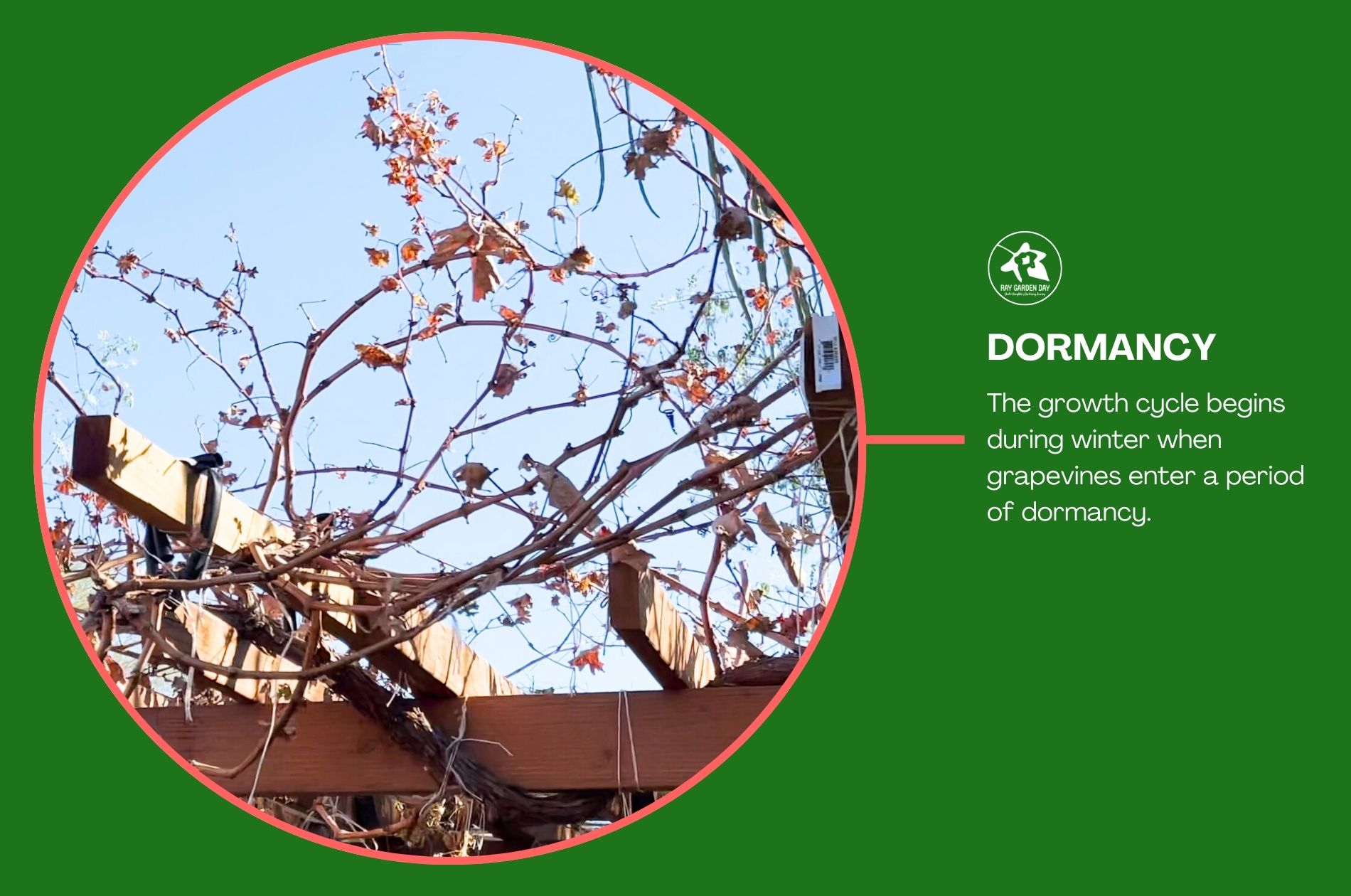 Mastering Grapevine Shoot Thinning: A Guide for Home Grape Growers ...